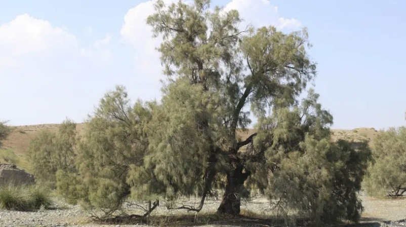 اهمیت و دلایل کشت صنعتی چوب و معرفی درختان مناسب - نهال انتظار